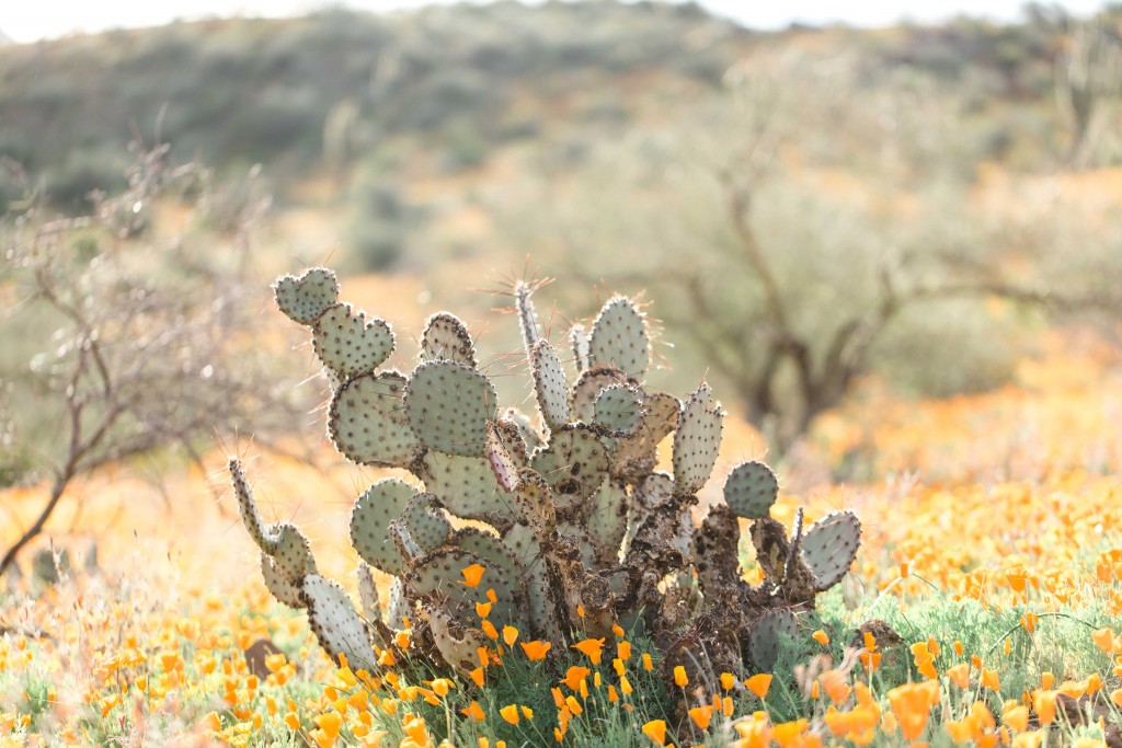 Poppy Season in Arizona | Shelby Lea Photography