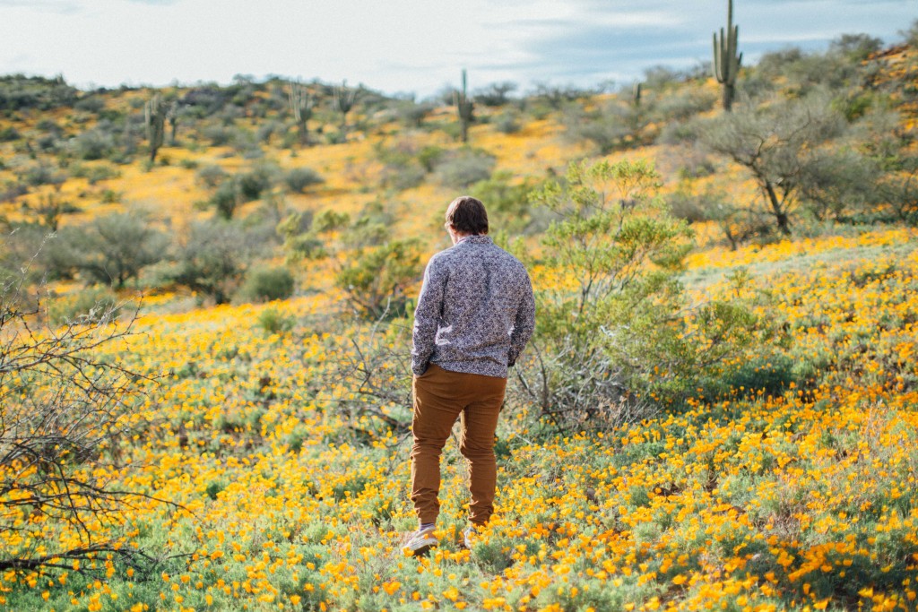 Poppy Season in Arizona | Shelby Lea Photography