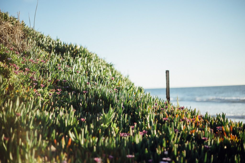 Spring Break 2017 // Solana Beach California | Shelby Lea Photography