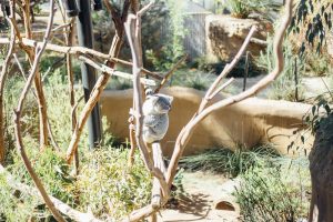 Spring Break 2017 // Solana Beach California | Shelby Lea Photography