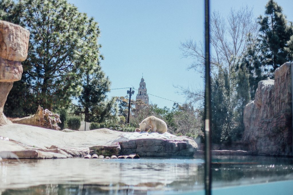 Spring Break 2017 // Solana Beach California | Shelby Lea Photography