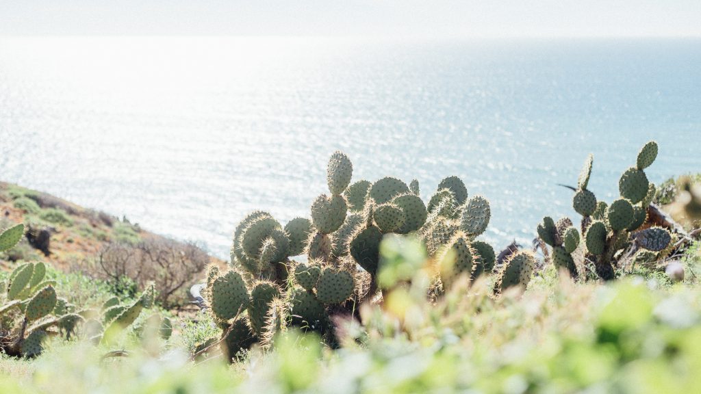 Spring Break 2017 // Solana Beach California | Shelby Lea Photography
